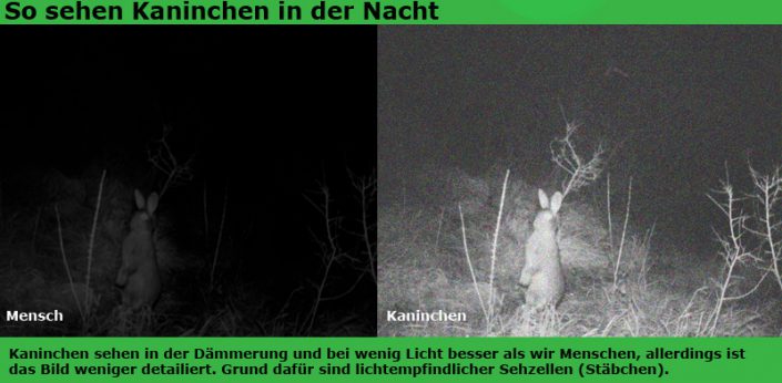 Sind Kaninchen Nachtaktiv