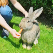 Deutscher Riese & Co. – Haltung & Ernährung von Riesenkaninchen ...