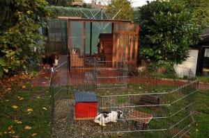 gehege kaninchen zwerghasen - Kaninchen Ratgeber