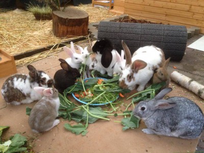 Paarung, Geburt und Aufzucht