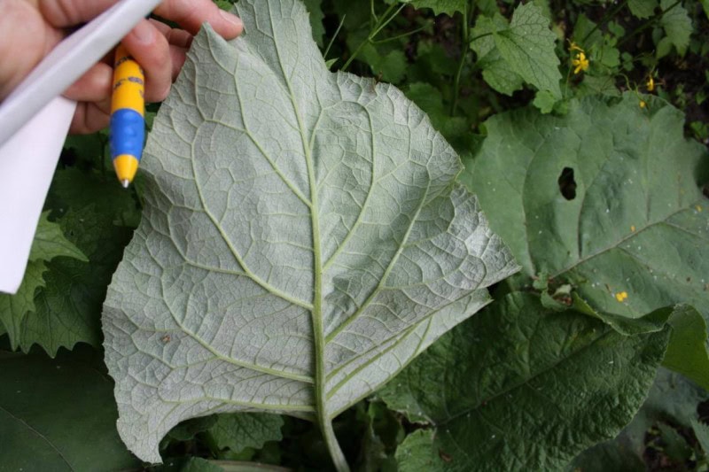 Huflattich, Klette & Co