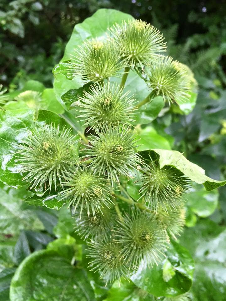 Huflattich, Klette & Co