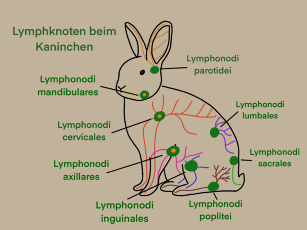 Anatomie der Kaninchen