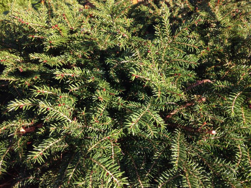 Nadelbäume bestimmen